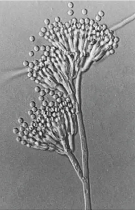 Microscopio Penicillium Notatum Microscopic Observation Of Fungi. (a)