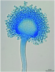 Aspergillus flavus - Definition, Structure, Characteristics, Habitat ...