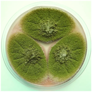 Aspergillus flavus - Definition, Structure, Characteristics, Habitat ...