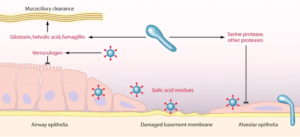 Aspergillus fumigatus - Characteristics, Structure, Pathogenesis ...