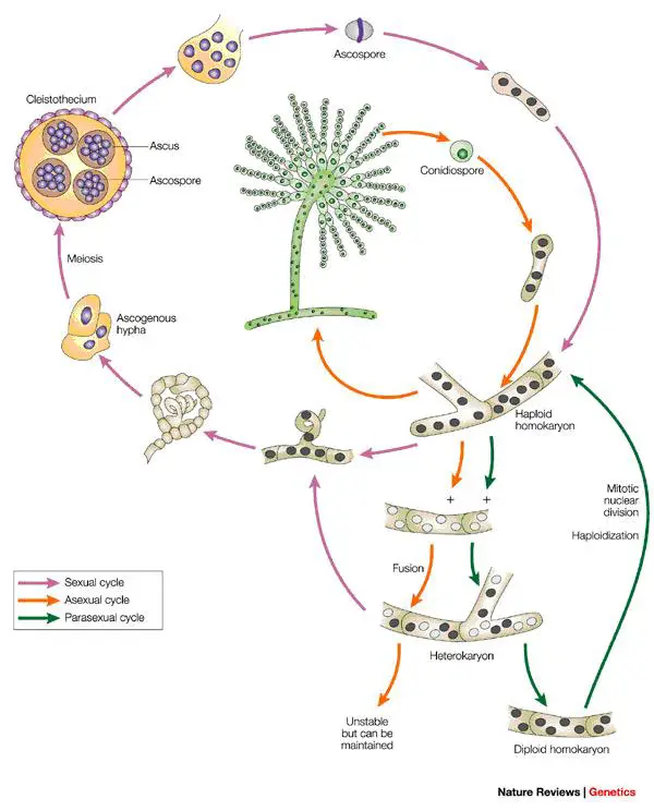 Aspergillus Habitat Reproduction And Importance