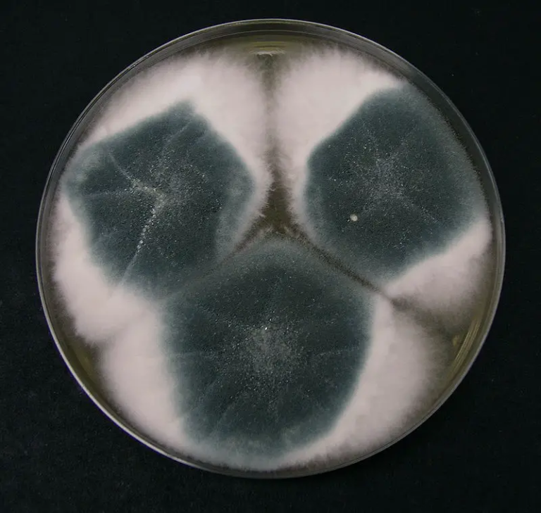 Aspergillus fumigatus - Characteristics, Structure, Pathogenesis ...