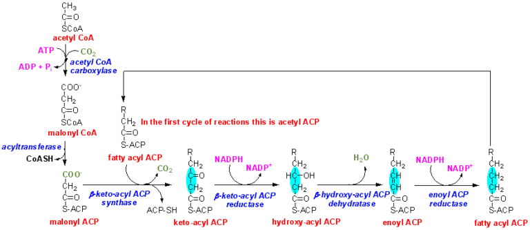 Synthesis of Fatty Acid - Biology Notes Online