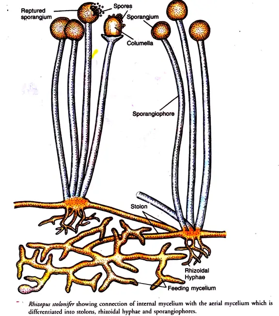 Rhizopus Labeled Rhizopus Stolonifer Life Cycle, Habitat, Nutrition,