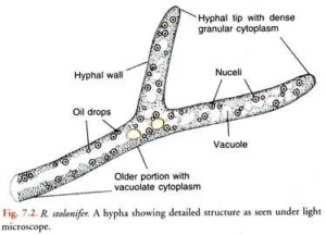 Rhizopus stolonifer - Life Cycle, Habitat, Nutrition, Disease ...