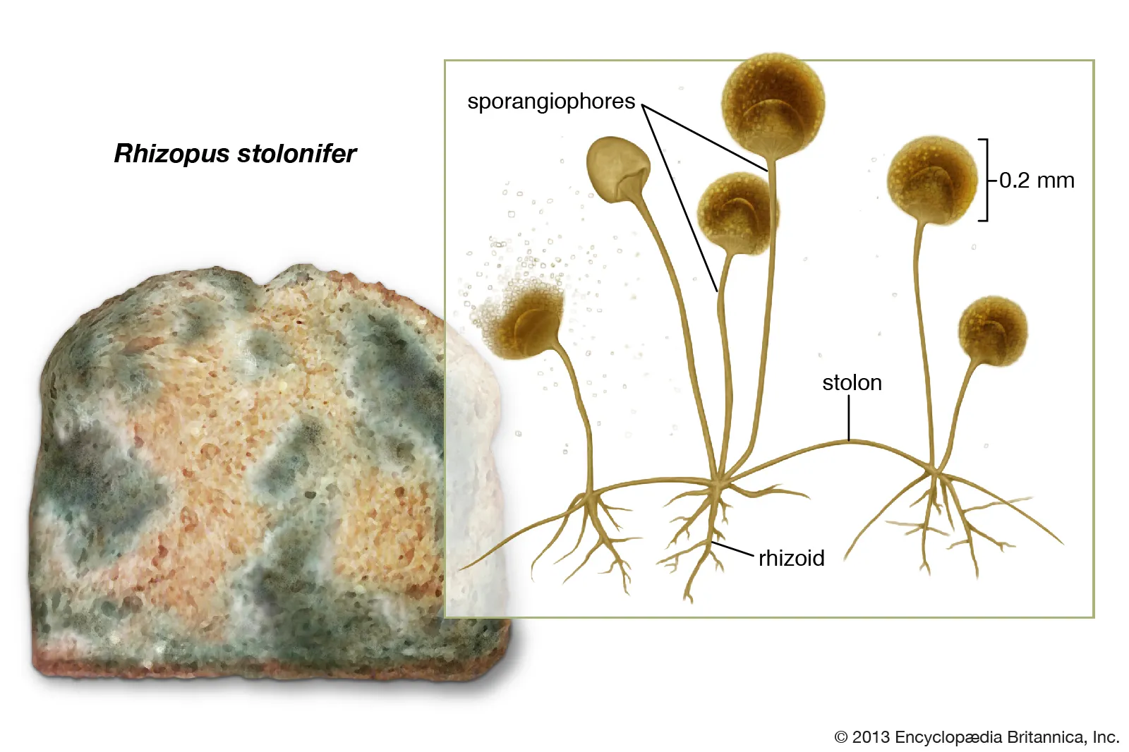 Rhizopus spp - Structure, Life cycle, Habitat, Pathogenesis - Biology ...