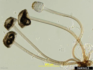 Rhizopus spp - Structure, Life cycle, Habitat, Pathogenesis - Biology ...