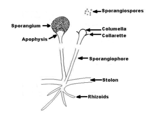Rhizopus spp - Structure, Life cycle, Habitat, Pathogenesis - Biology ...
