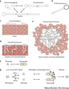 Candida albicans - Morphology, Life Cycle, Pathogenesis, Treatment ...
