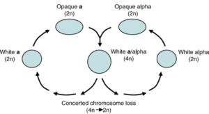 Candida albicans - Morphology, Life Cycle, Pathogenesis, Treatment ...