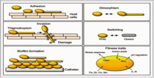 Candida albicans - Morphology, Life Cycle, Pathogenesis, Treatment ...