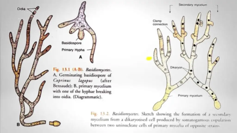 Basidiomycetes - Life cycle, Characteristics, Significance, Mycelium ...