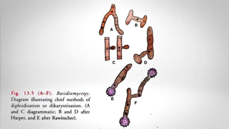 Basidiomycetes - Life cycle, Characteristics, Significance, Mycelium ...