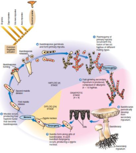 Basidiomycetes - Life cycle, Characteristics, Significance, Mycelium ...
