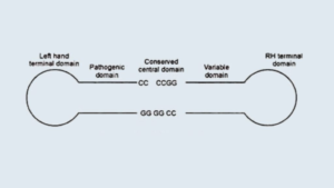 Viroids Definition, Infection, Structure, Examples, Diagnostic, Origin ...