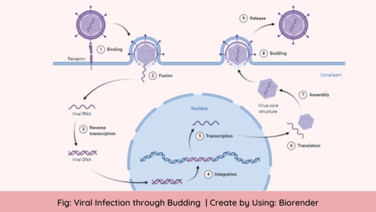 Viral Life Cycle - Steps of Viral Infection - Biology Notes Online