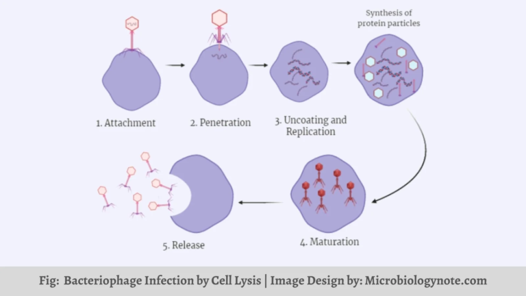 Viral Life Cycle - Steps of Viral Infection - Biology Notes Online