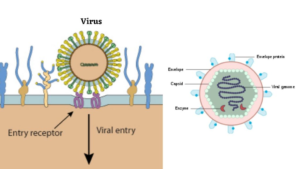 Viral Life Cycle - Steps Of Viral Infection - Biology Notes Online
