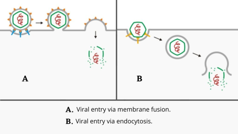 Viral Life Cycle - Steps of Viral Infection - Biology Notes Online