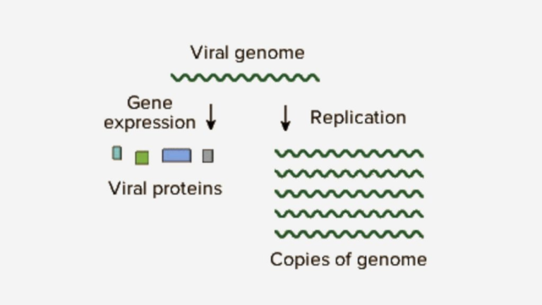 Viral Life Cycle - Steps of Viral Infection - Biology Notes Online