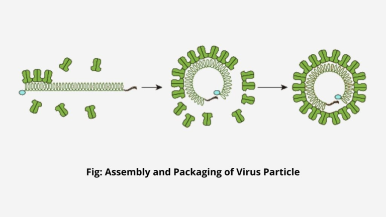 Viral Life Cycle - Steps of Viral Infection - Biology Notes Online