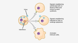 Viral Life Cycle - Steps of Viral Infection - Biology Notes Online