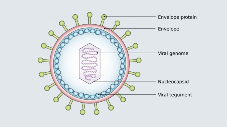Virus - Structure, Origin, Replication, Classification, and Example ...