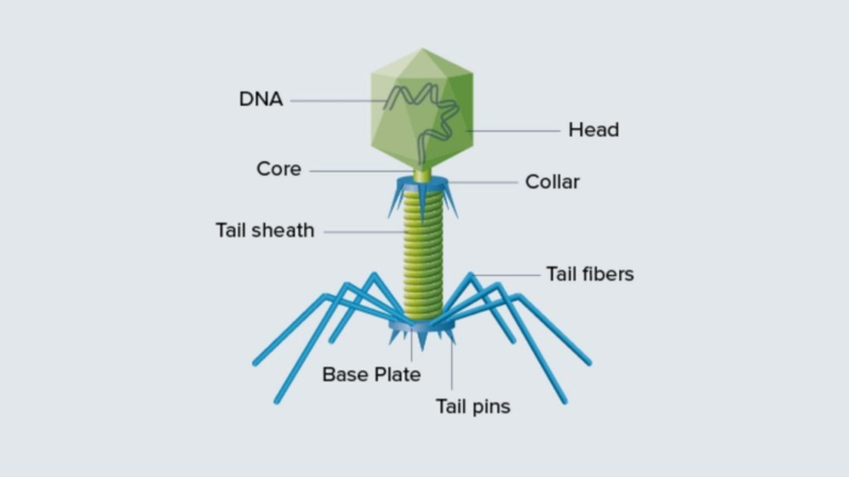 Virus - Structure, Origin, Replication, Classification, and Example ...