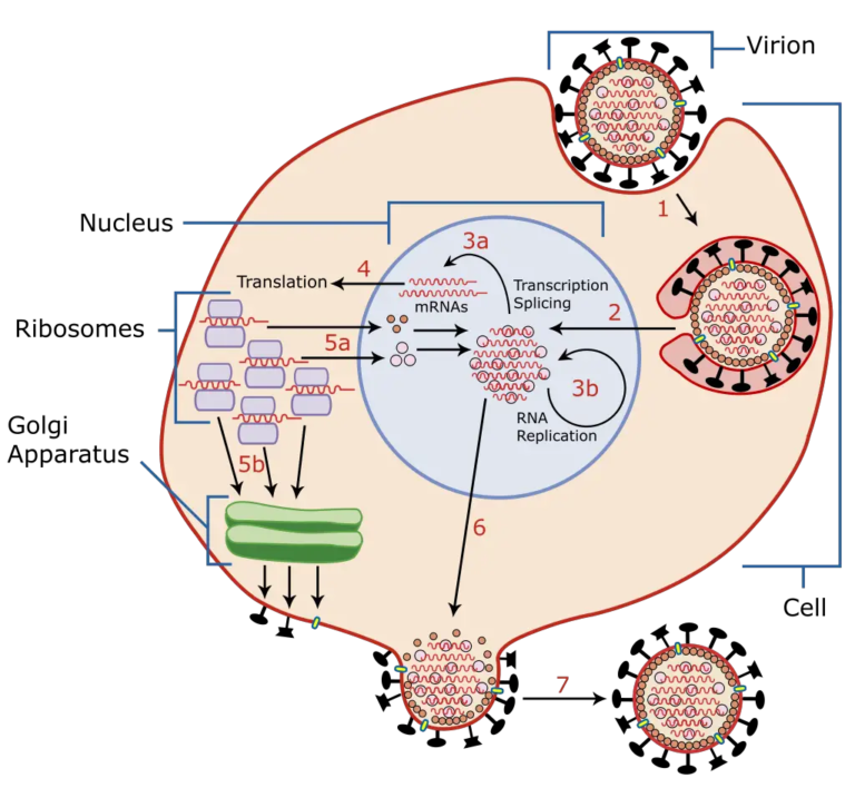 Virus Structure Origin Replication Classification And Example