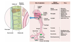 Viral Entry Into The Host Body - Biology Notes Online