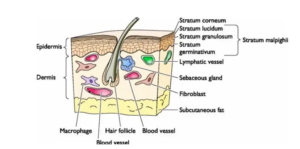 Viral Entry Into The Host Body - Biology Notes Online