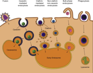 Viral Replication Cycle - Definition, Steps, Mechanisms - Biology Notes ...