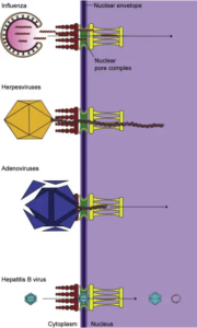 Viral Replication Cycle - Definition, Steps, Mechanisms - Biology Notes ...