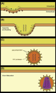 Viral Replication Cycle - Definition, Steps, Mechanisms - Biology Notes ...