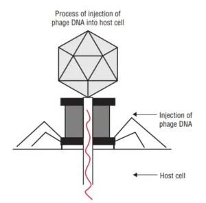 Bacteriophages - Definition, Morphology, Life cycle, Significance ...