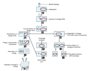 Bacteriophages - Definition, Morphology, Life cycle, Significance ...
