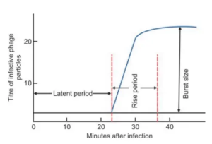 Bacteriophages - Definition, Morphology, Life cycle, Significance ...