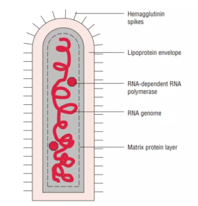 Rabies Virus - Structure, Genome Organization, Pathogenesis ...