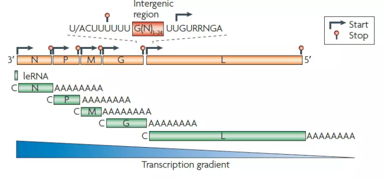 Rabies Virus Structure Genome Organization Pathogenesis Replication Biology Notes Online