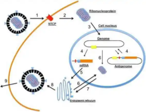 Hepatitis D Virus - Structure, Genome, Replication, Pathogenesis ...