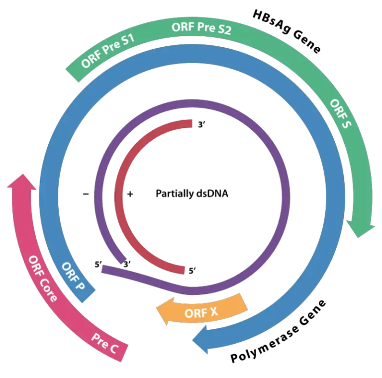 Hepatitis B Virus - Structure, Replication, Pathogenesis, Genome ...