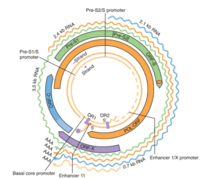 Hepatitis B Virus - Structure, Replication, Pathogenesis, Genome ...