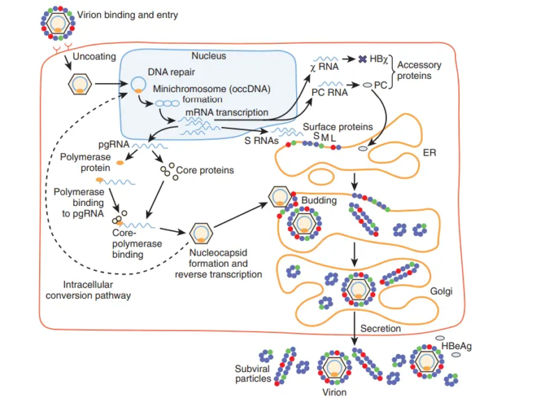 Hepatitis B Virus - Structure, Replication, Pathogenesis, Genome ...
