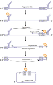 Hepatitis B Virus - Structure, Replication, Pathogenesis, Genome ...