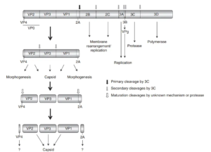 Hepatitis A Virus - Structure, Replication, Pathogenesis, Genome ...