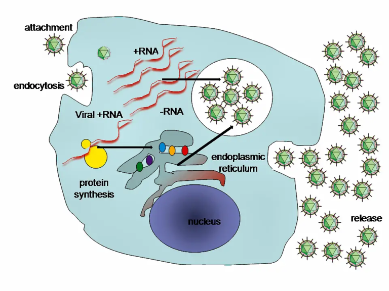 Hepatitis C virus - Structure, Replications, Pathogenesis, Genome ...