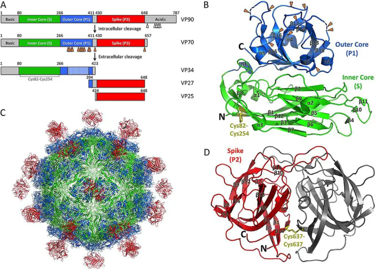 Human Astrovirus - An Overview - Biology Notes Online