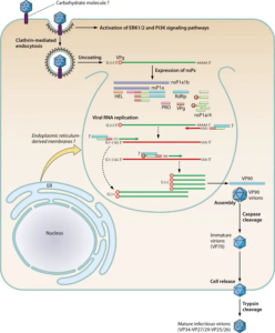 Human Astrovirus - An Overview - Biology Notes Online