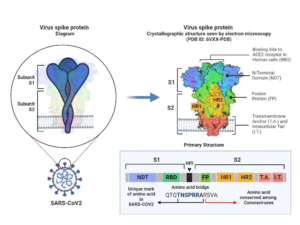 Structure and Genome of SARS-CoV-2 (COVID-19) with diagram - Biology ...