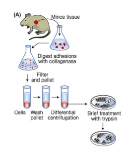 Virus Cultivation - Definition, Methods, Importance - Biology Notes Online
